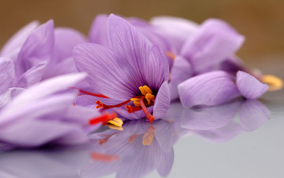 Qué Es Azafrán: Beneficios y Usos Culinarios | La Fallera